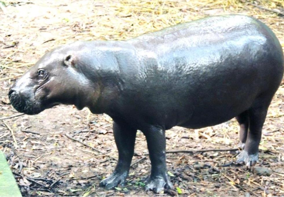 Swiss TPH Officially Hands Over Newly Discovered Parasitic Worm to ...